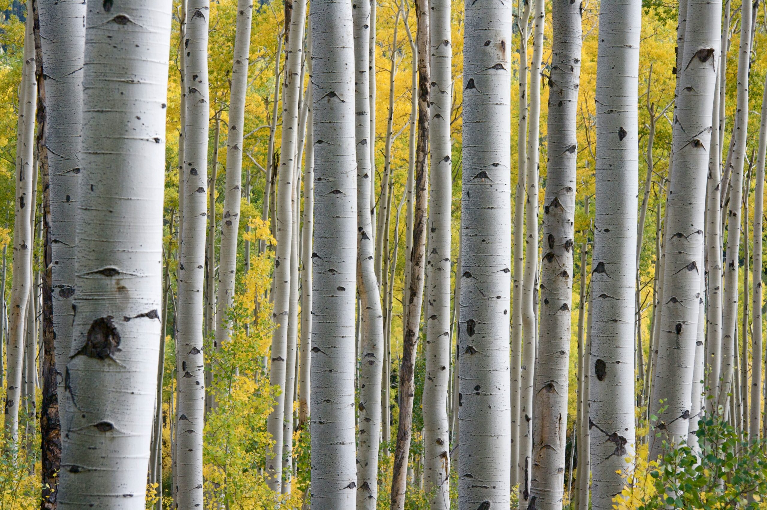 Reflections on AspenCon 2025
